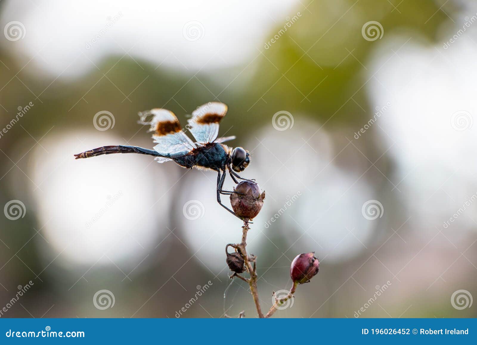 Old Dragonfly Resting on a Flower Bud Stock Photo - Image of creature ...