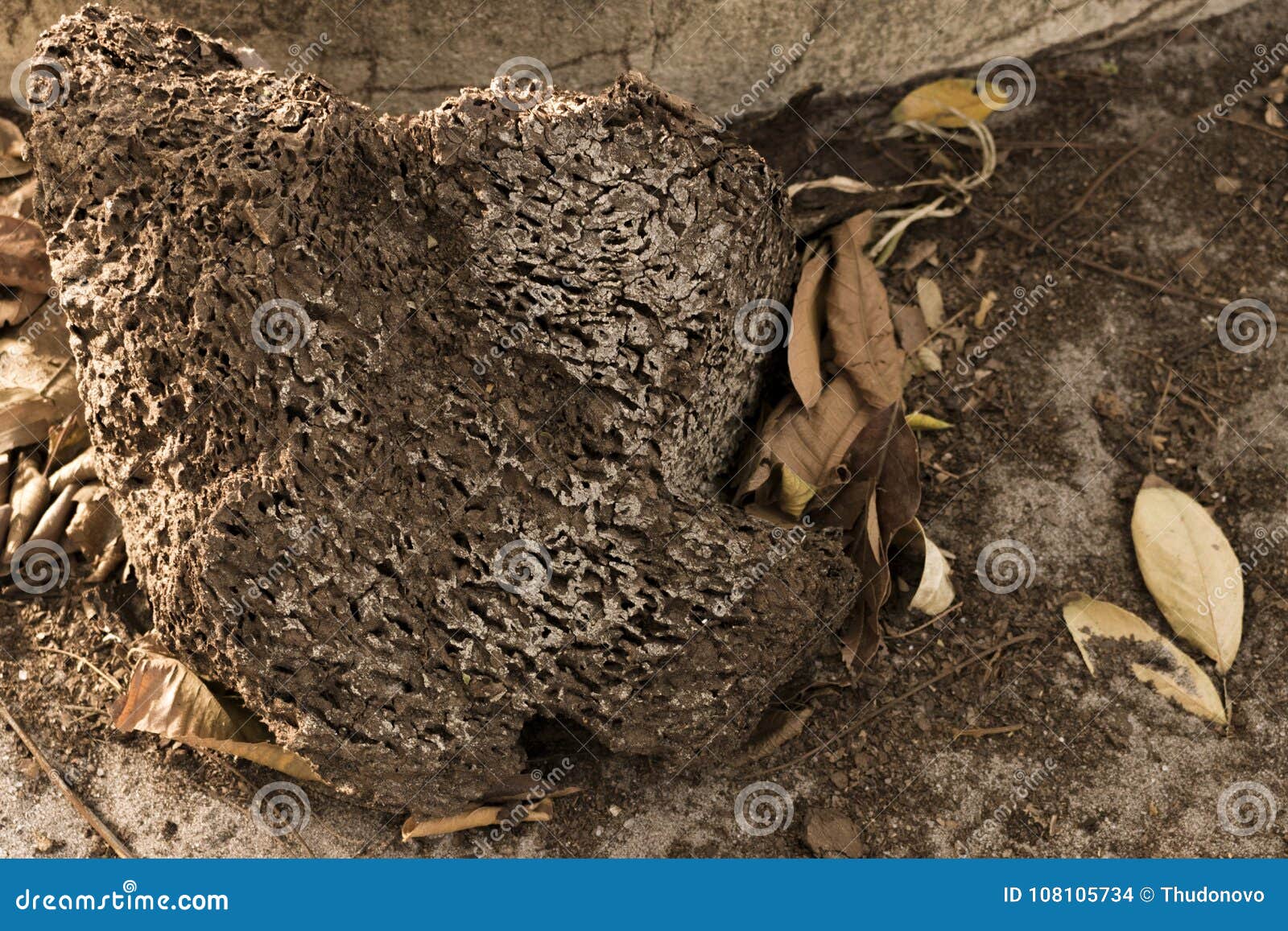 Old dried bee nest. stock photo. Image of bees, dangerous - 108105734