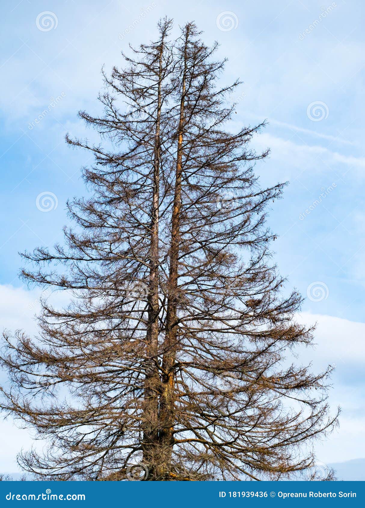 Old Dried Big Fir Tree in Nature Stock Photo - Image of hiking, bark ...