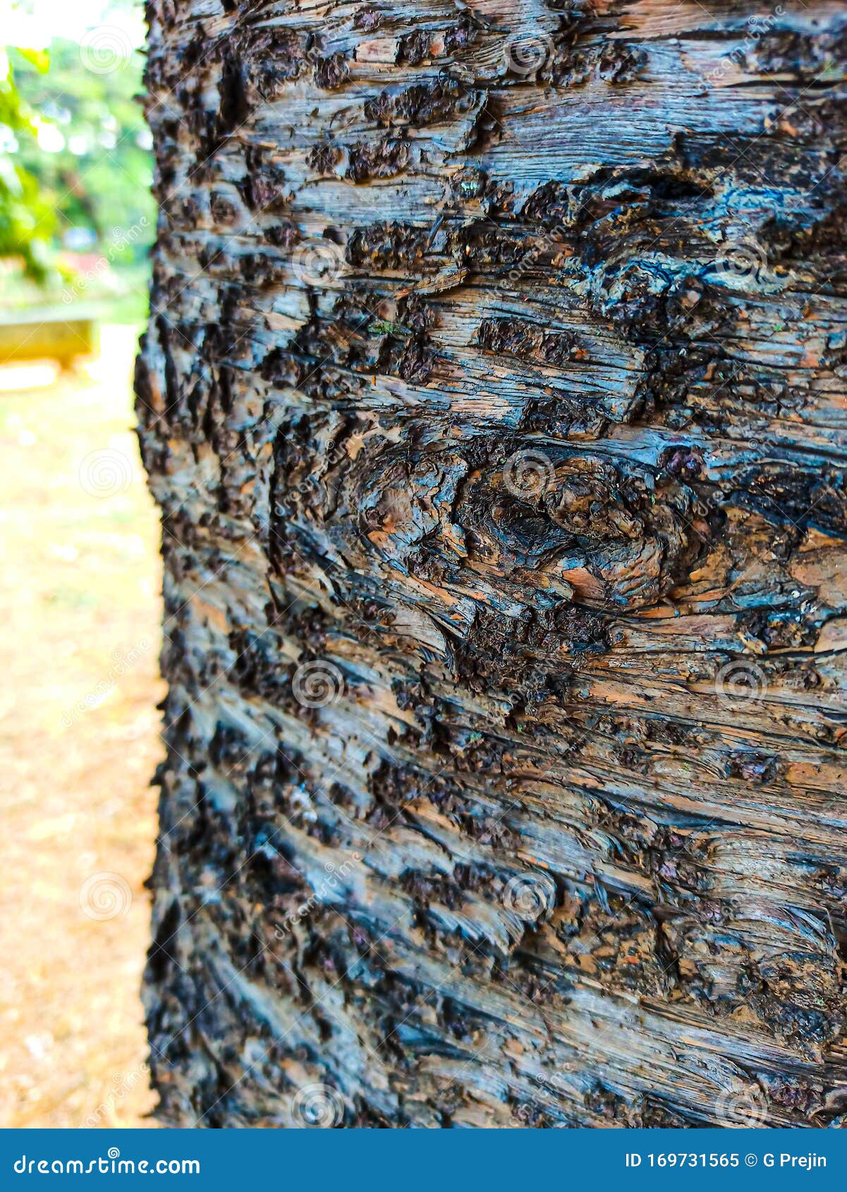 Old dried out tree bark stock image. Image of brown - 169731565