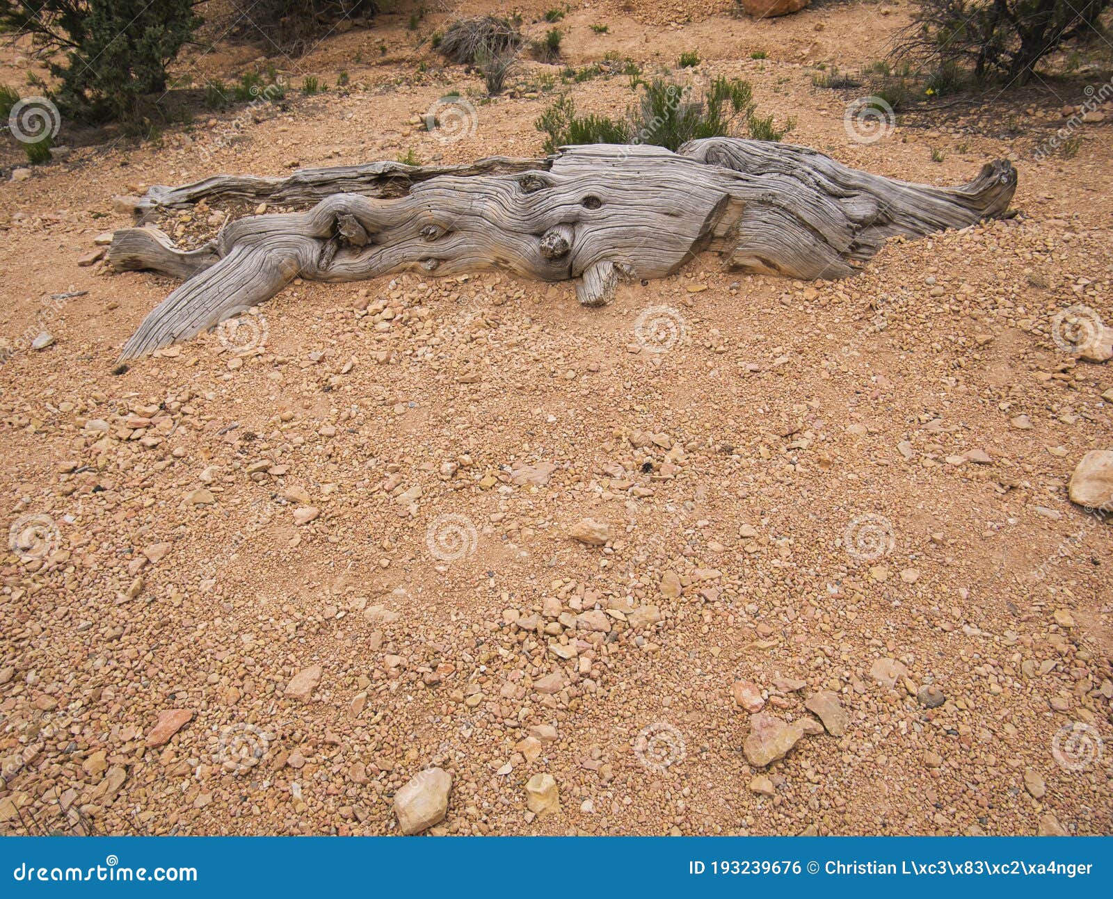 An Old Dried-out Tree Trunk by the Wayside Stock Photo - Image of ...