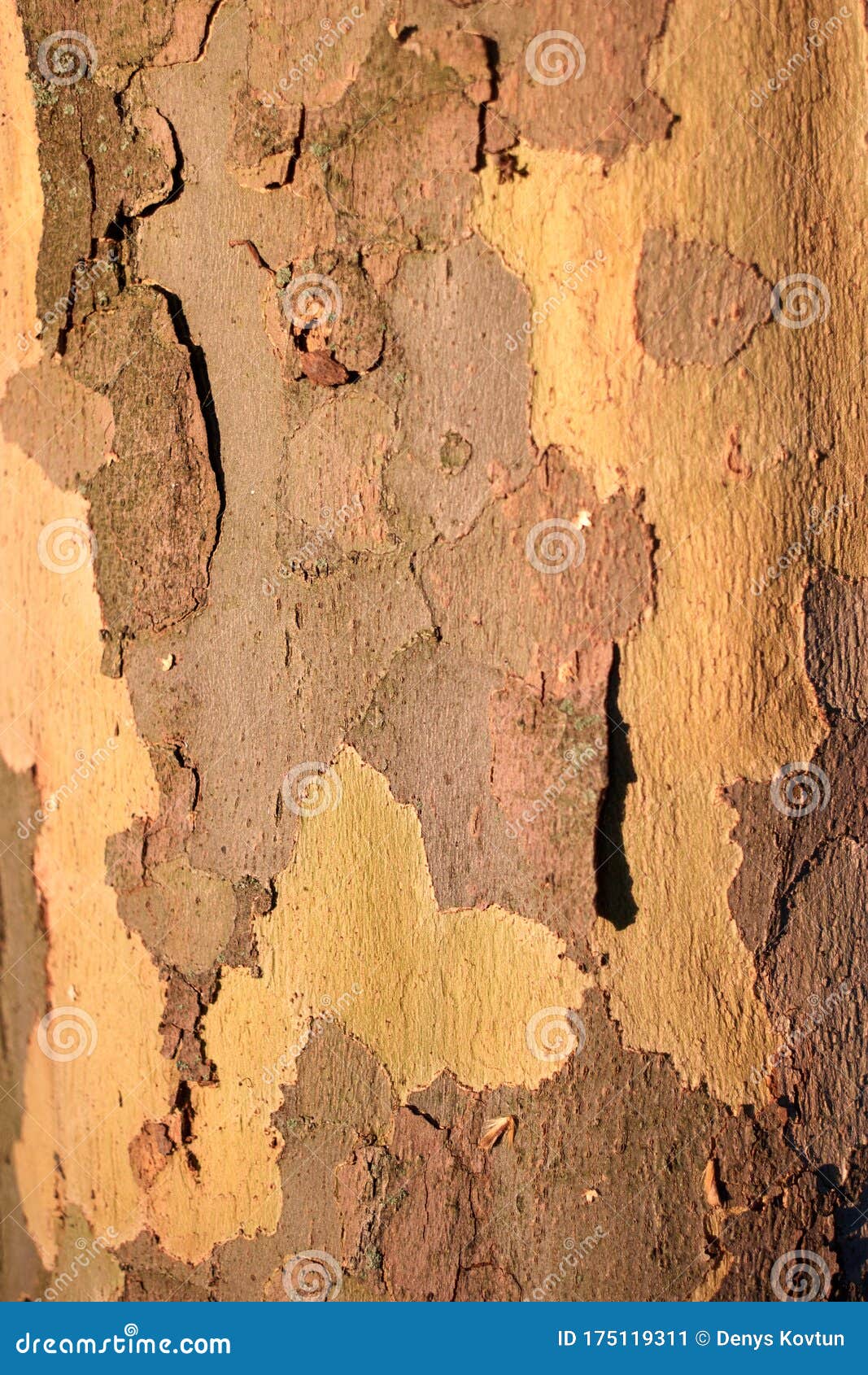 Old Dried Tree Bark Texture. Stock Image - Image of forestry ...