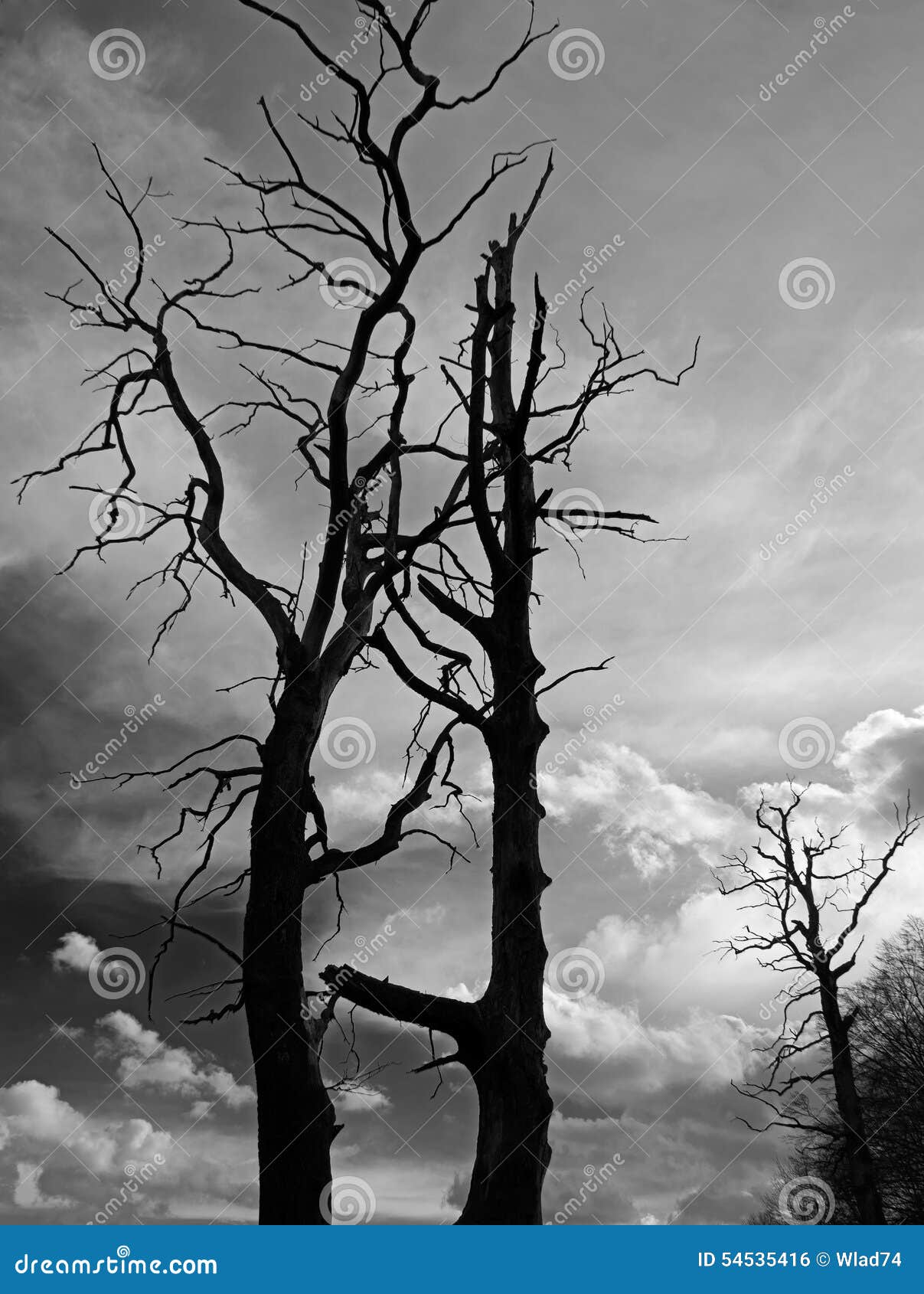 Old Dried Trees Against Dark Dramatic Sky Stock Photo - Image of raven ...
