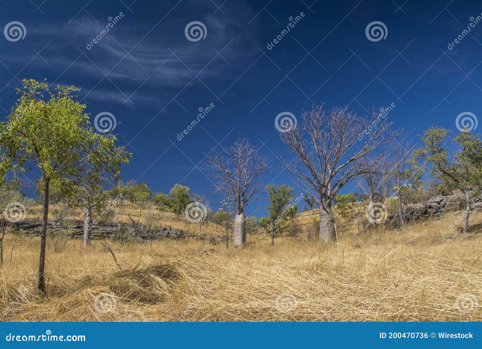 Old Dried Trees in a Field on a Sunny Day Stock Photo - Image of leaf ...