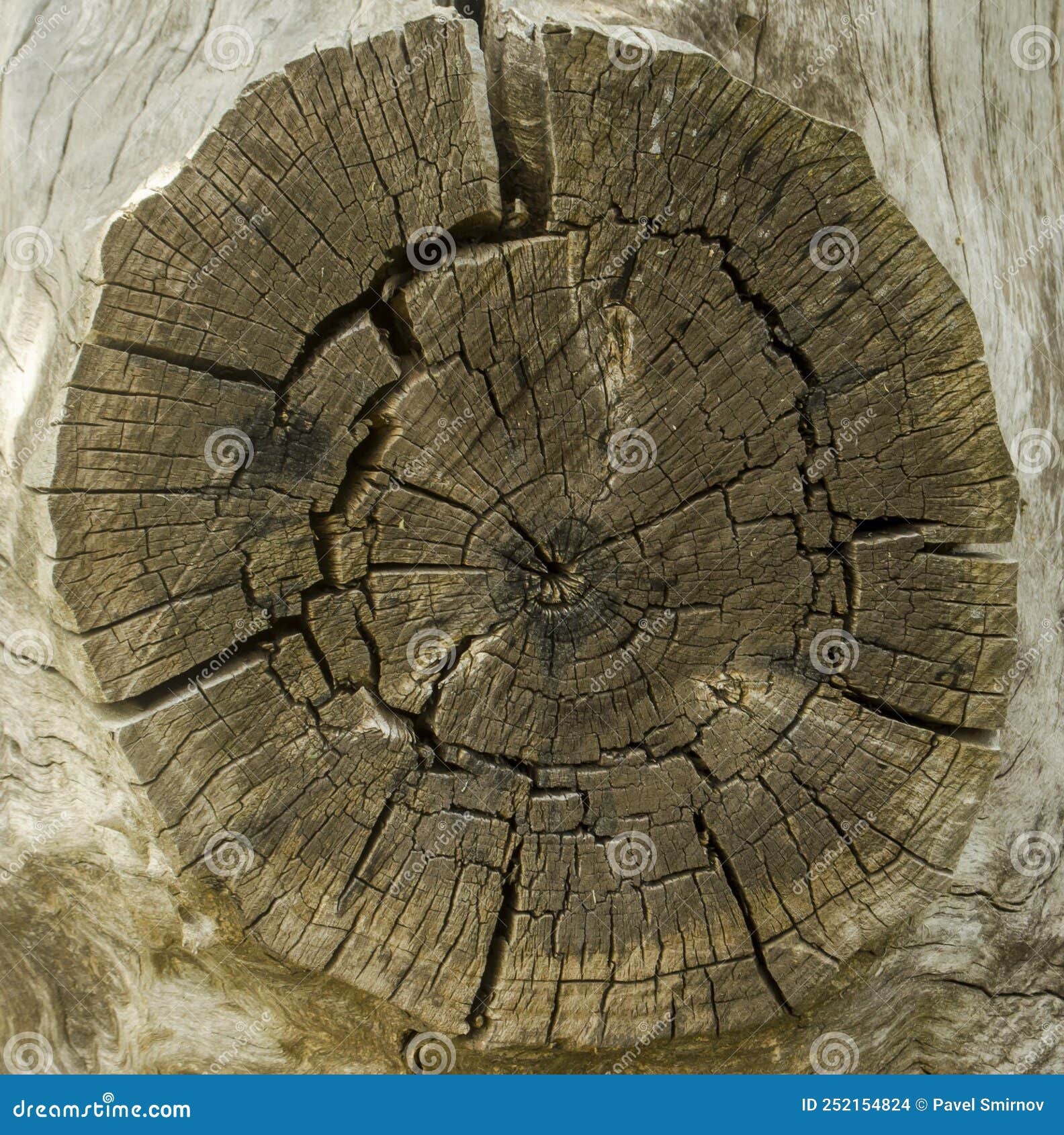Old Dried Up Tree Beautiful Patterns on the Cut Stock Photo - Image of ...