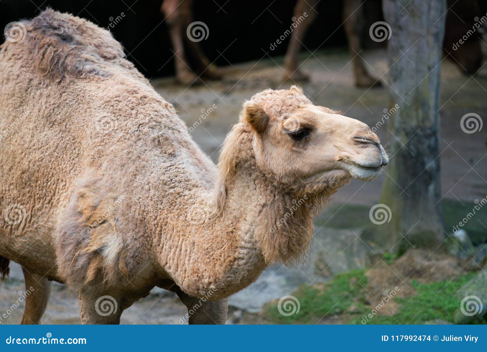 Camel In Egypt Stock Photography | CartoonDealer.com #27311000