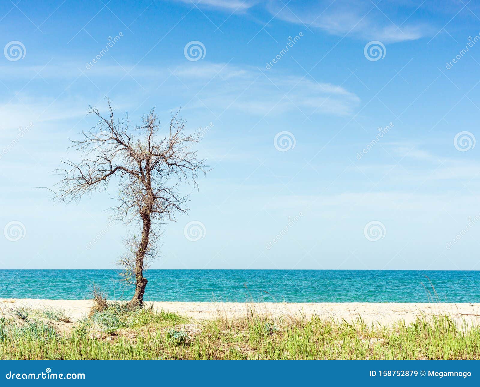 Old Dry Bare Tree Grows on the Sea Beach in Summer Stock Image - Image ...