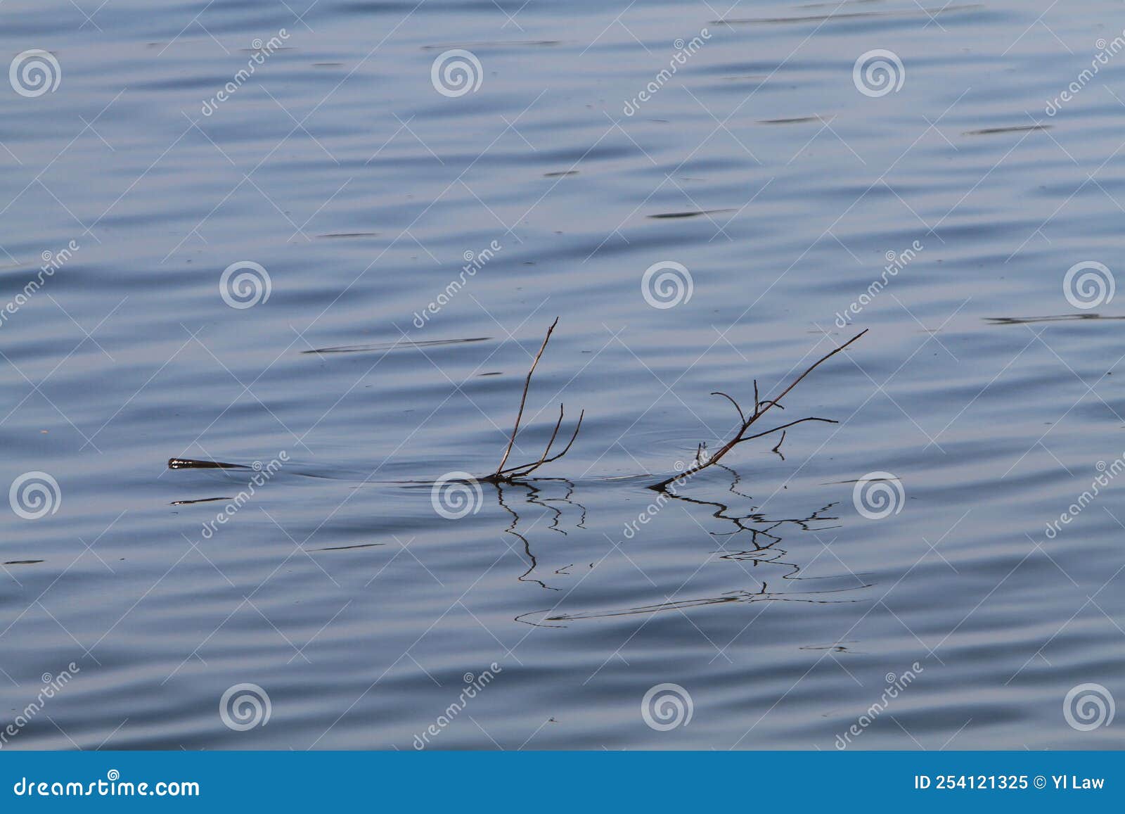 The Old and Dry Branch Over River with Blue Sky Reflection on Water ...