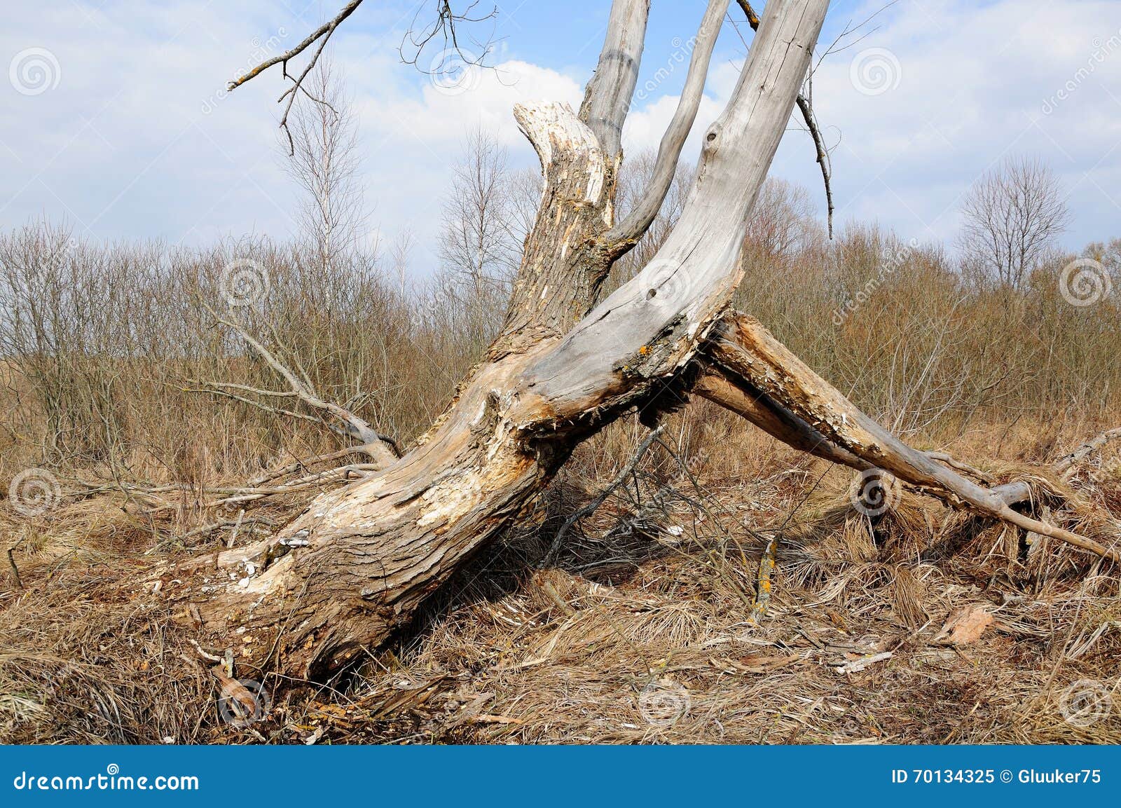 Old dry broken tree stock image. Image of beginning, logs - 70134325