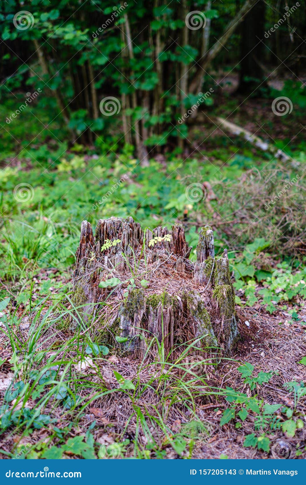 Old Dry Broken Tree Trunks and Stomps in Forest Stock Image - Image of ...