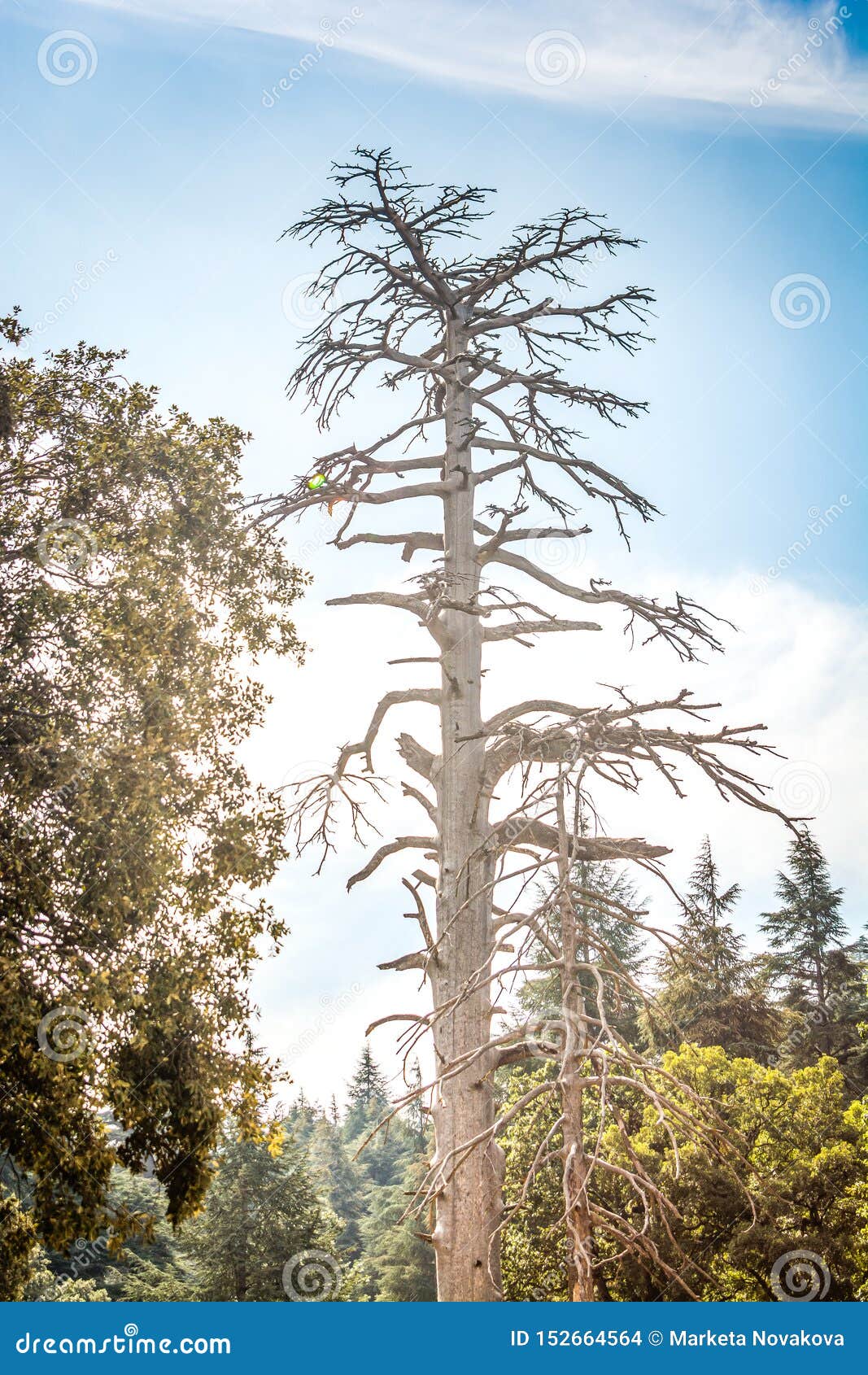Old Dry Cedar Tree in Azrou, Morocco Stock Photo - Image of garden ...