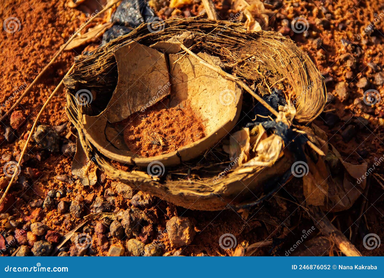 Old Dry Coconut Shell Lying on the Ground Rotting Stock Photo - Image ...