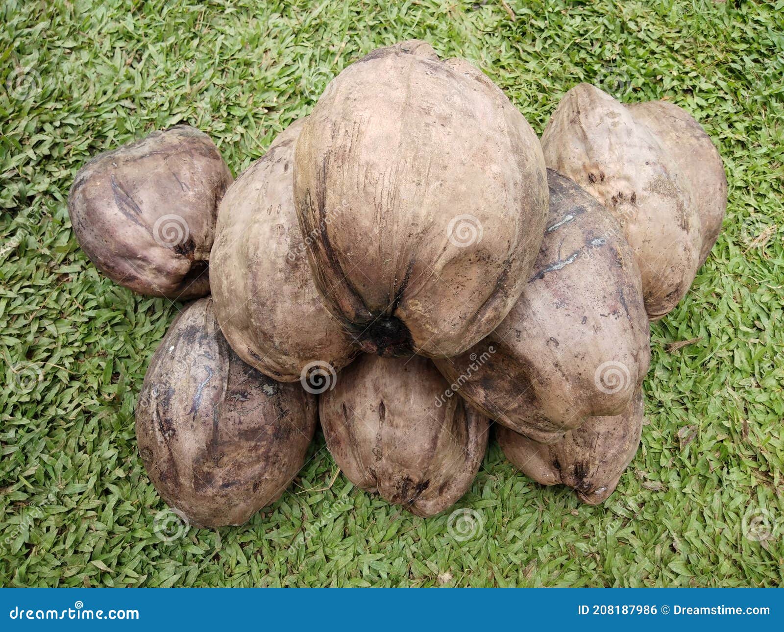 Old Dry Coconuts Fall from the Tree Stock Photo - Image of tree, fall ...