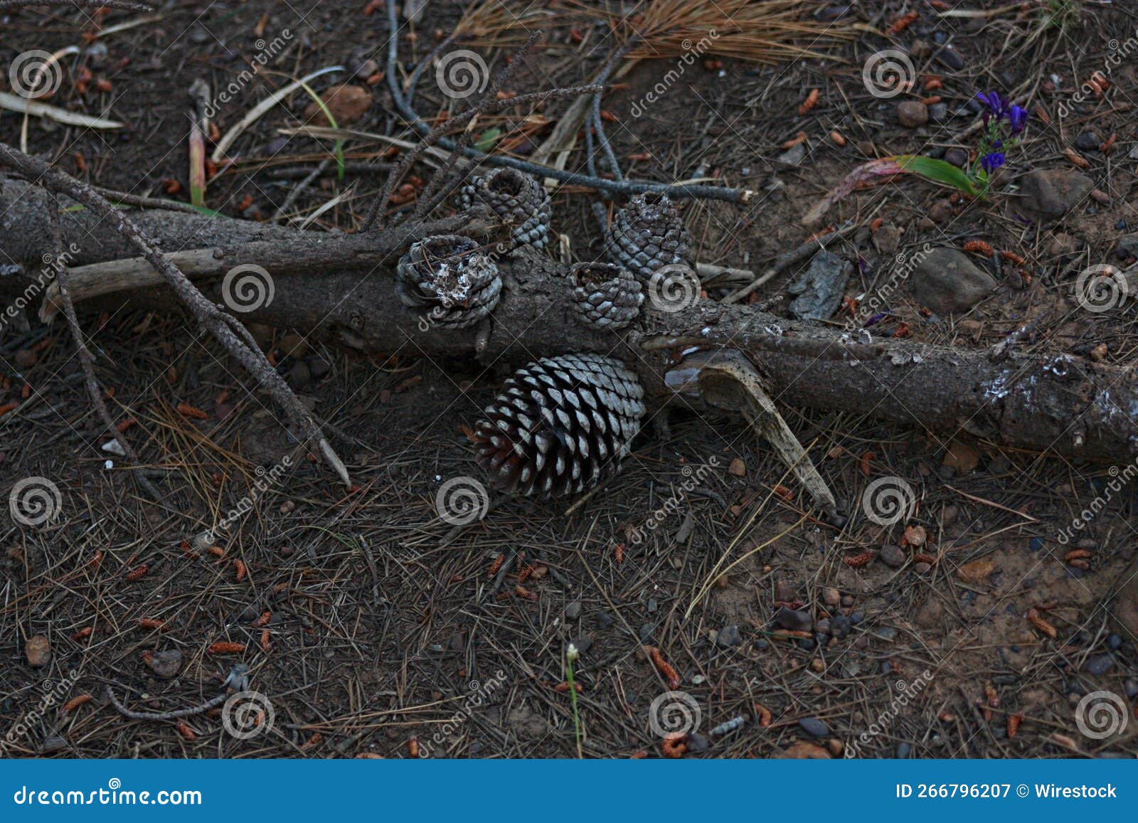 Old Dry Cone Tree Falling on Dirt Ground in the Park Stock Image ...