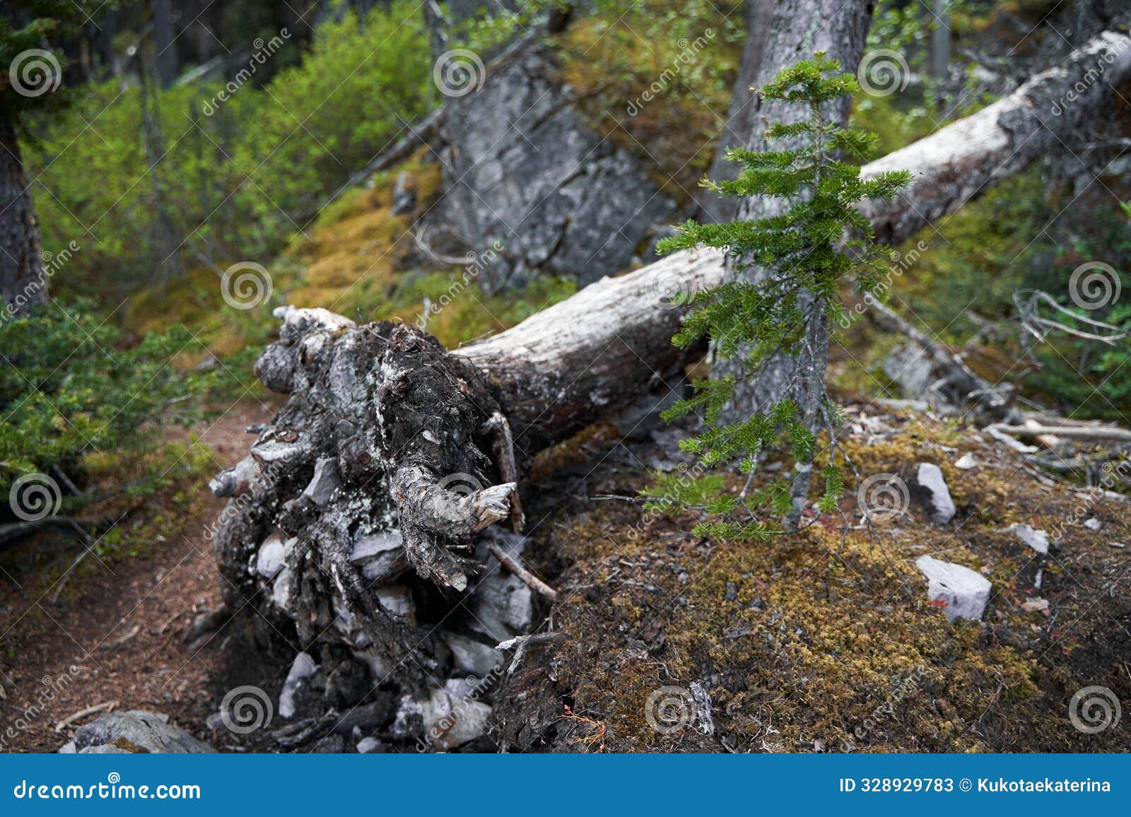An Old Dry Coniferous Tree Fell in a Mountain Forest on the Shore of a ...