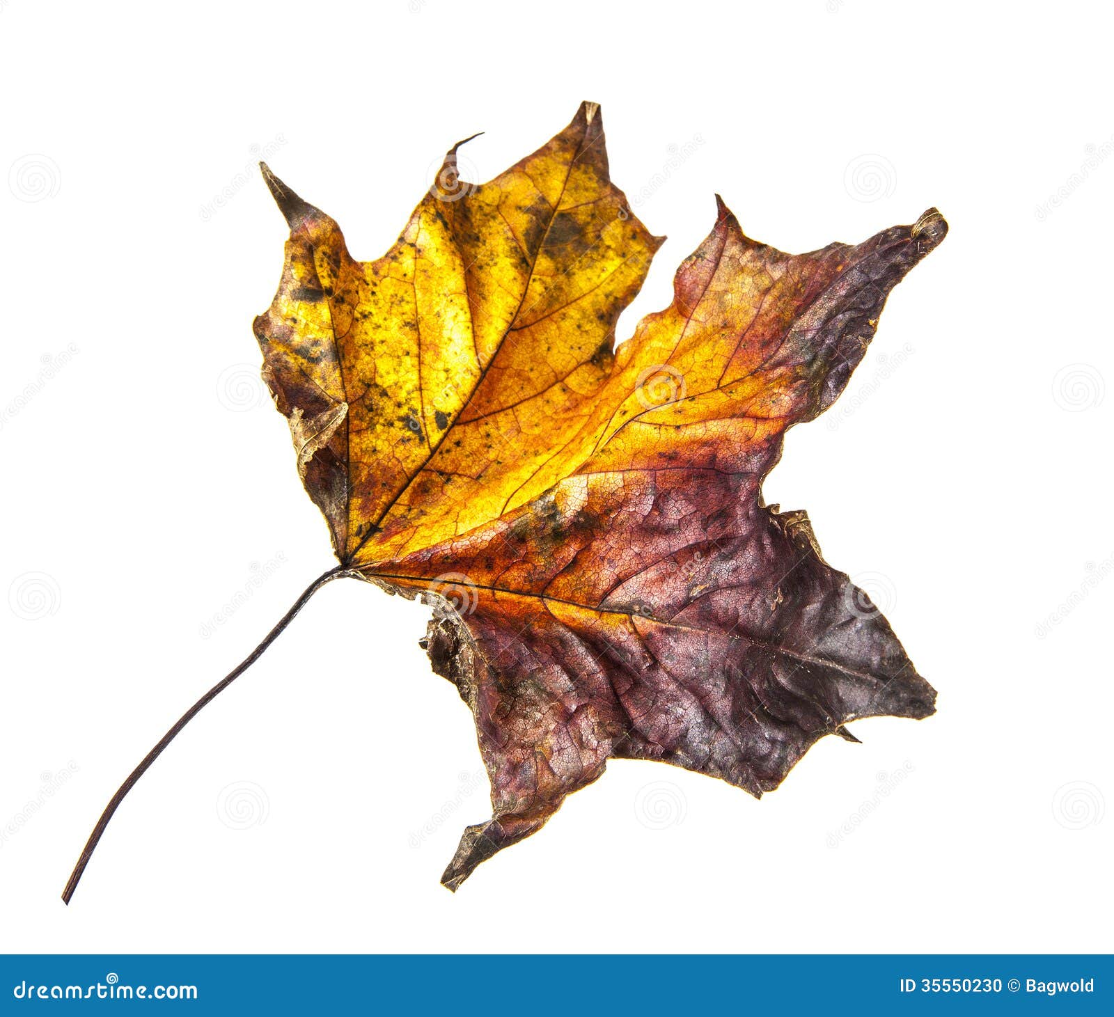 Old dry fallen autumn leaf stock photo. Image of nature - 35550230