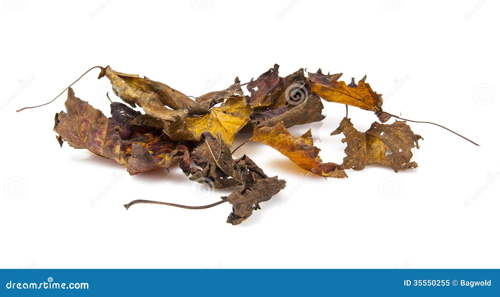 Old Dry Fallen Autumn Leaves Stock Image - Image of botany, foliage ...