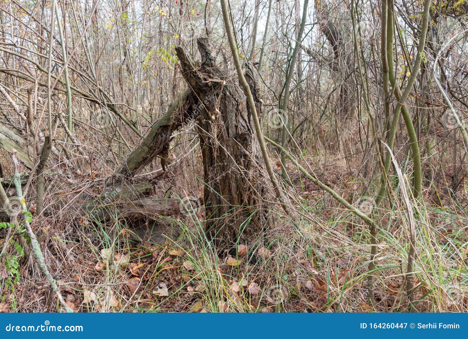 Old Dry Fallen Tree in the Forest. Autumn Landscape Stock Image - Image ...