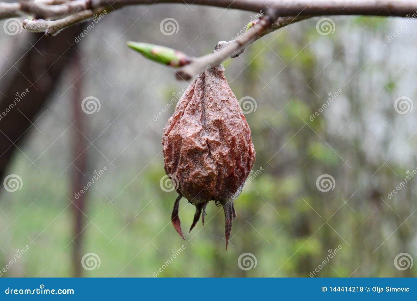 Old Dry Fruit on the Tree Branch Stock Photo - Image of leaf, tree ...