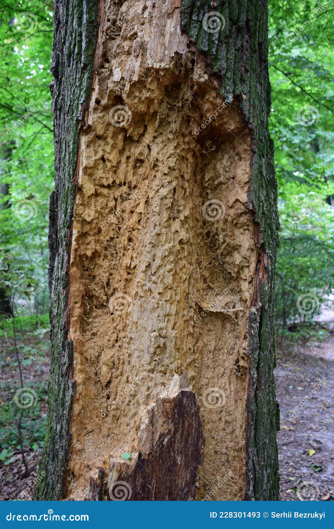 Old Tree Eaten by Insects with a Clear Structure Stock Image - Image of ...
