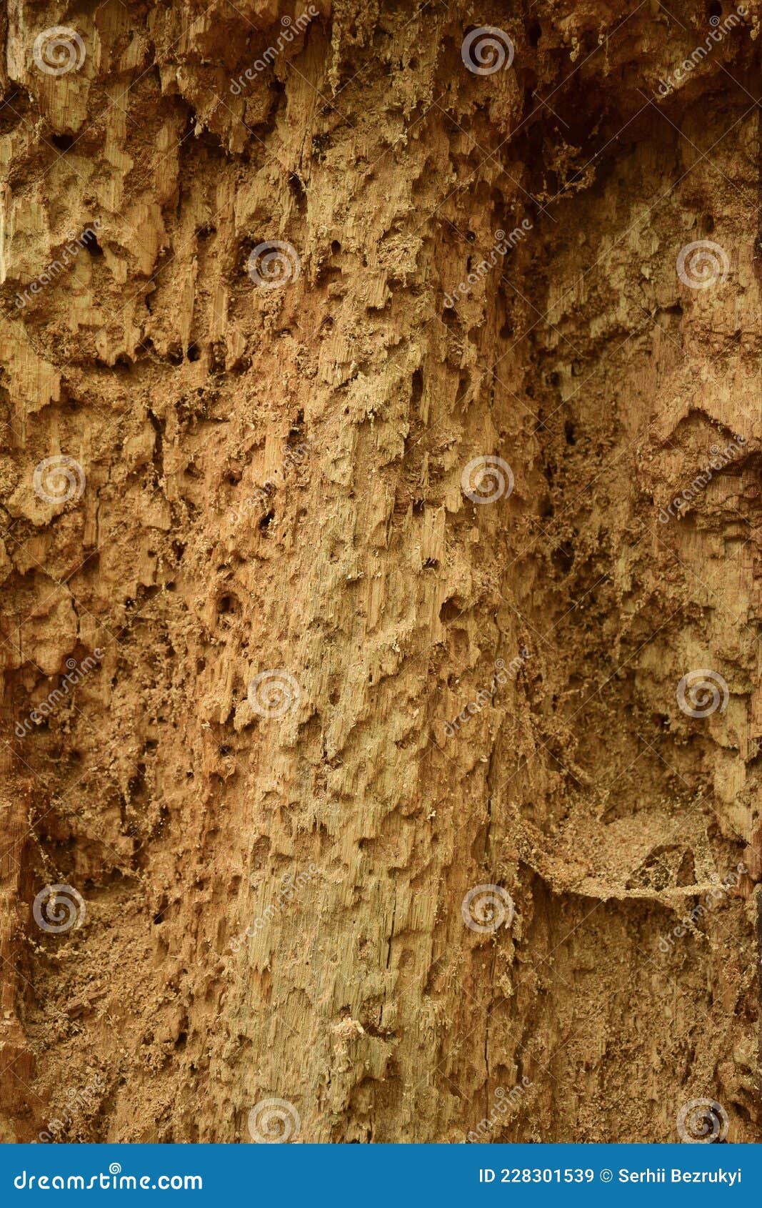 Old Tree Eaten By Insects With A Clear Structure Royalty-Free Stock ...