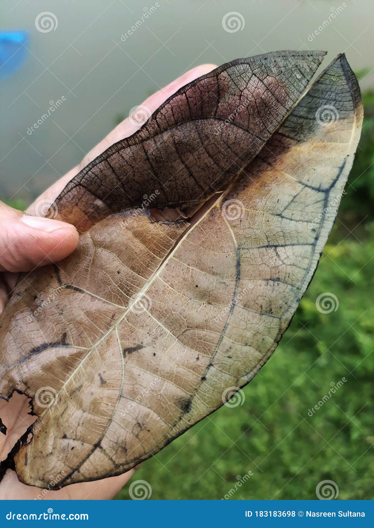 Old and dry leaf stock photo. Image of wood, insect - 183183698
