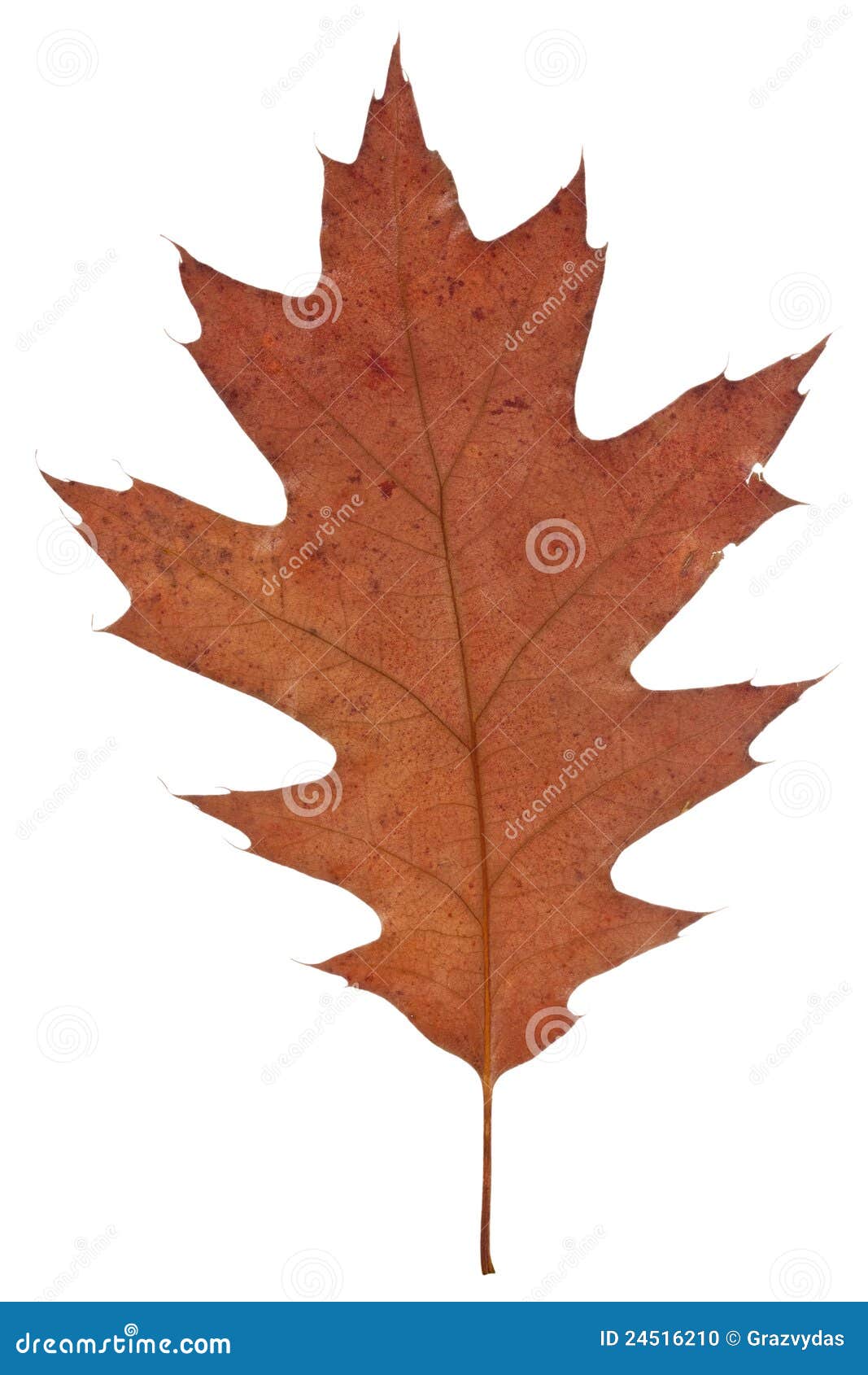 Old dry leaf stock photo. Image of autumn, single, object - 24516210