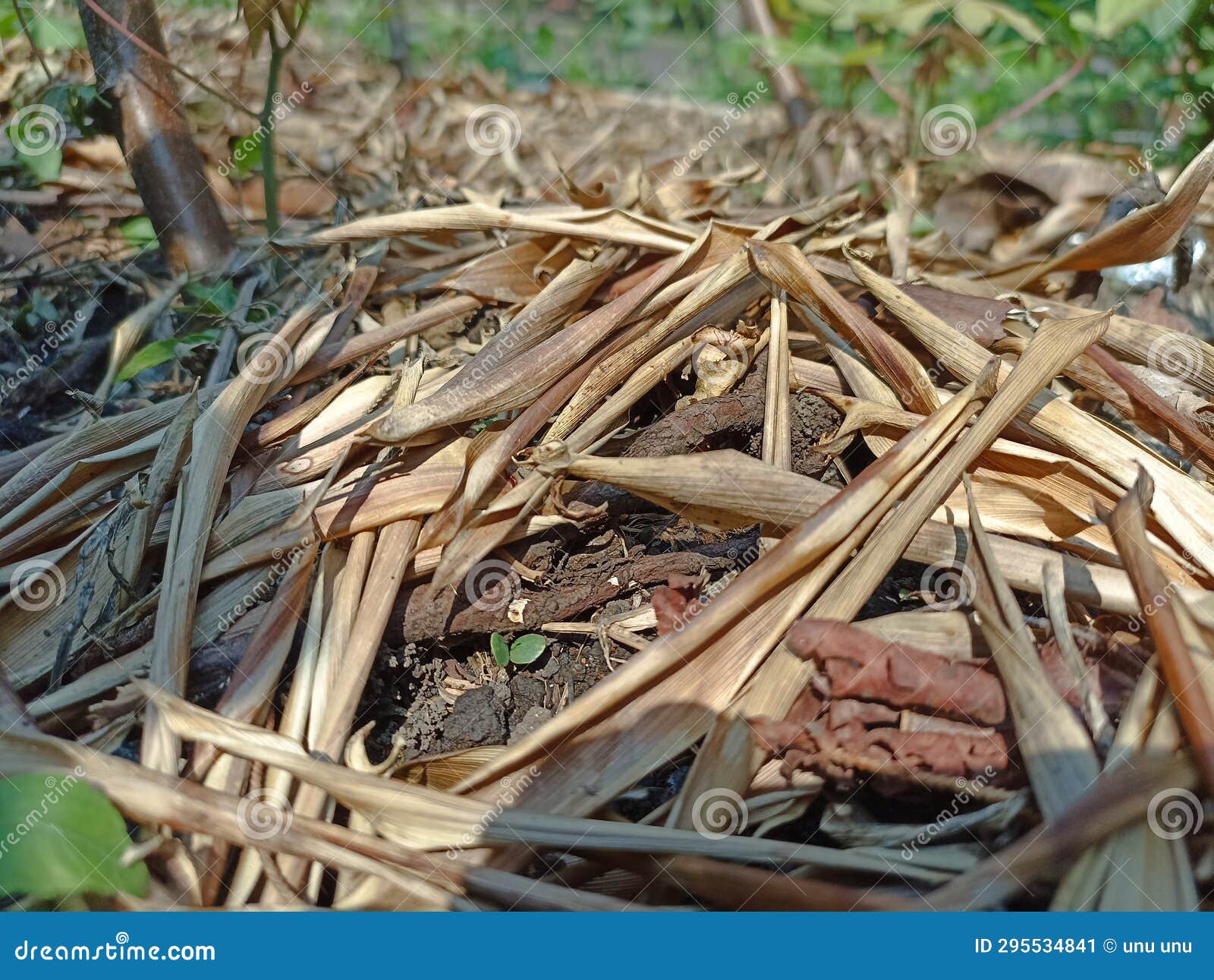 Old Dry Leaf Litter in a Tropical Rainforest in Southeast Asia Stock ...