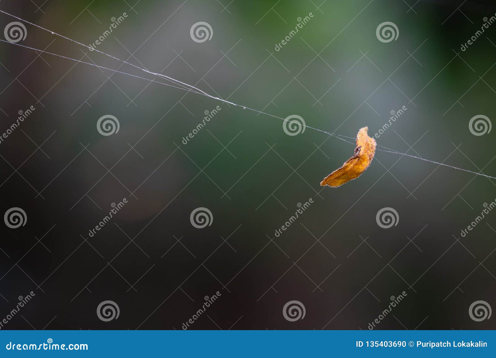 Old dry leaf on spider web stock photo. Image of green - 135403690
