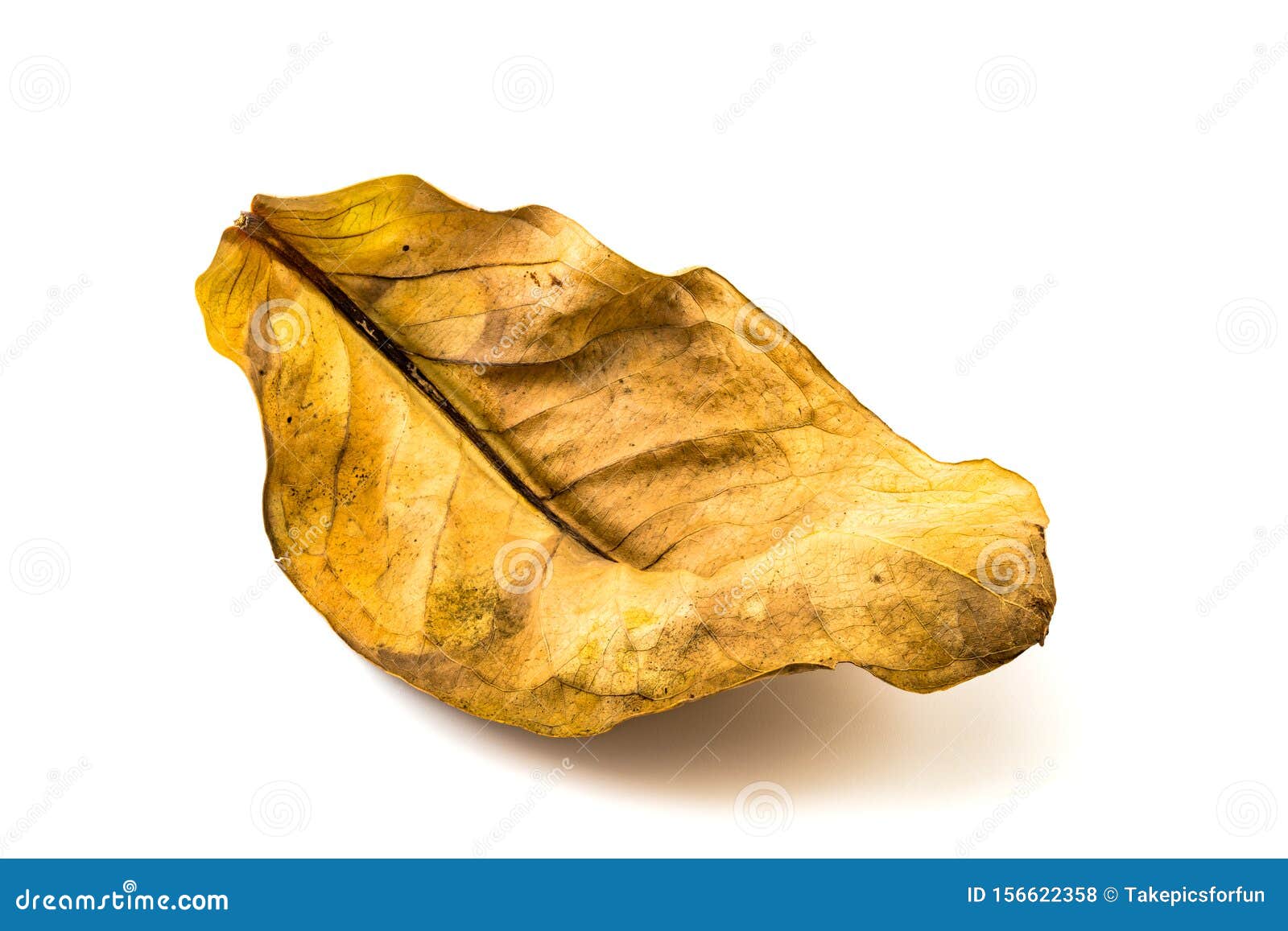 Old Dry Leaf Texture of Rose Apple Stock Photo - Image of environment ...