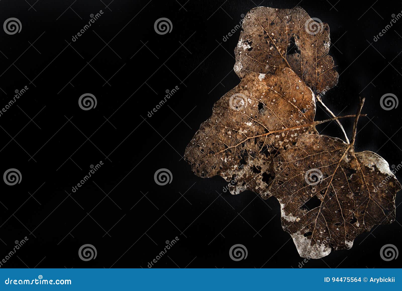 Old dry leaves isolated stock photo. Image of fall, botany - 94475564