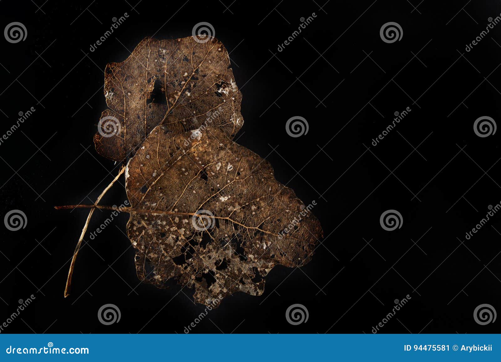 Old dry leaves isolated stock image. Image of dead, detail - 94475581