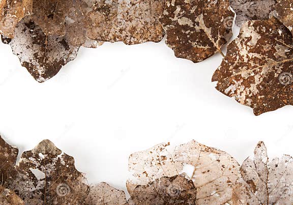 Old dry leaves isolated stock image. Image of isolated - 94475725