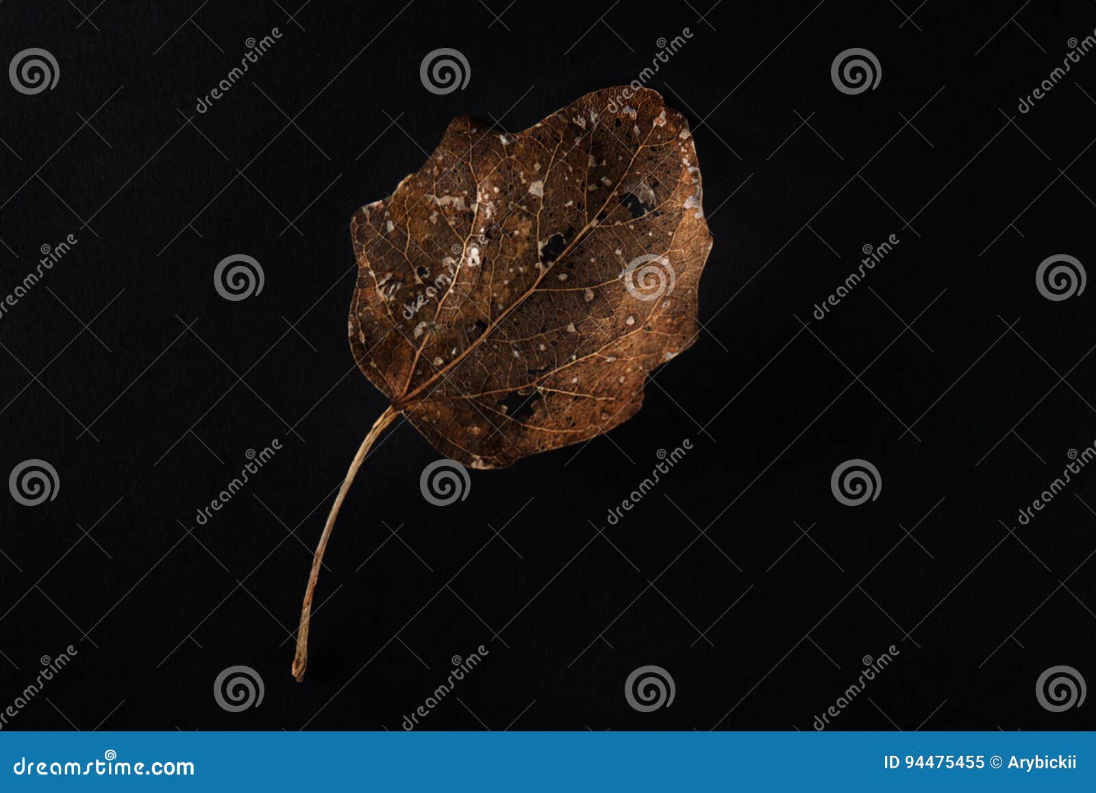 Old dry leaves stock image. Image of white, tree, vein - 94475455