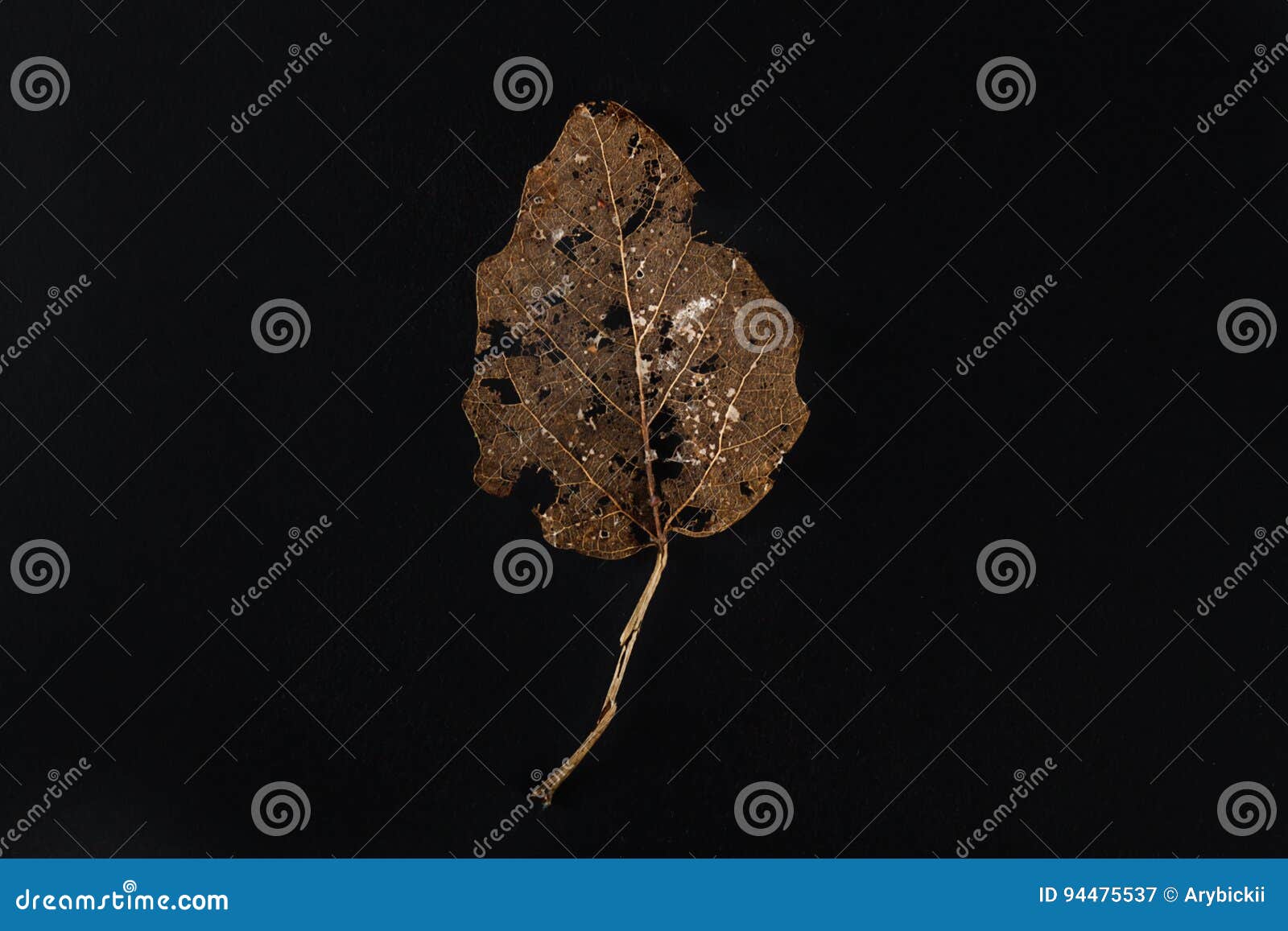 Old dry leaves stock image. Image of season, design, pattern - 94475537