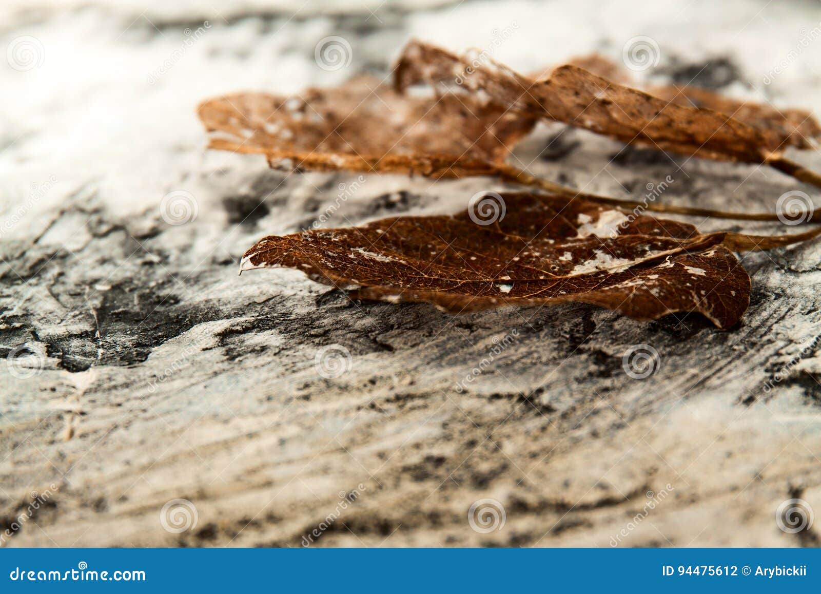 Old dry leaves stock photo. Image of white, plant, flora - 94475612