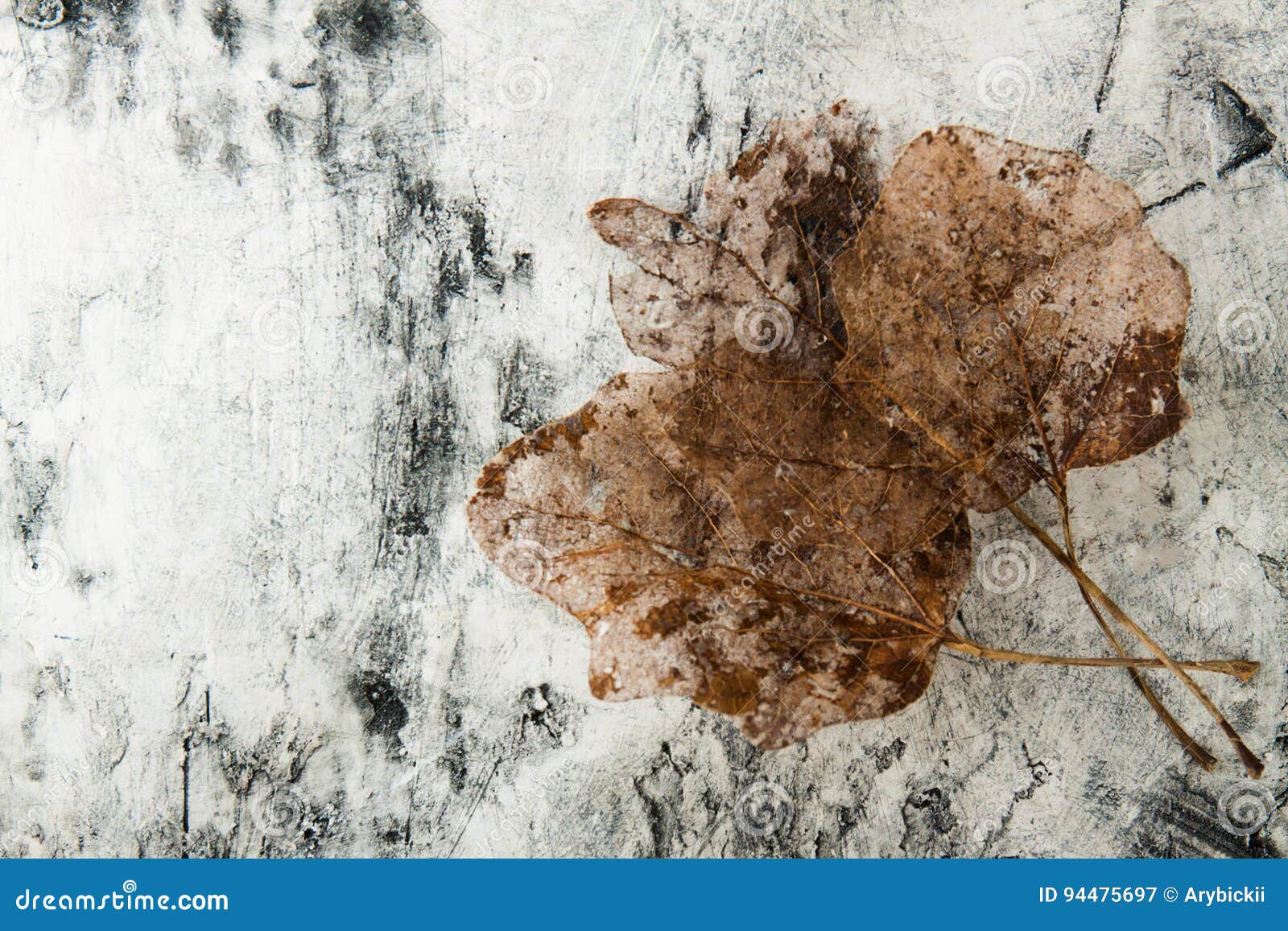 Old dry leaves stock image. Image of botany, yellow, nature - 94475697