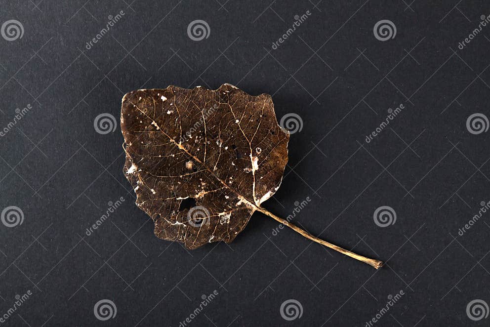 Old dry leaves stock photo. Image of texture, abstract - 94475804