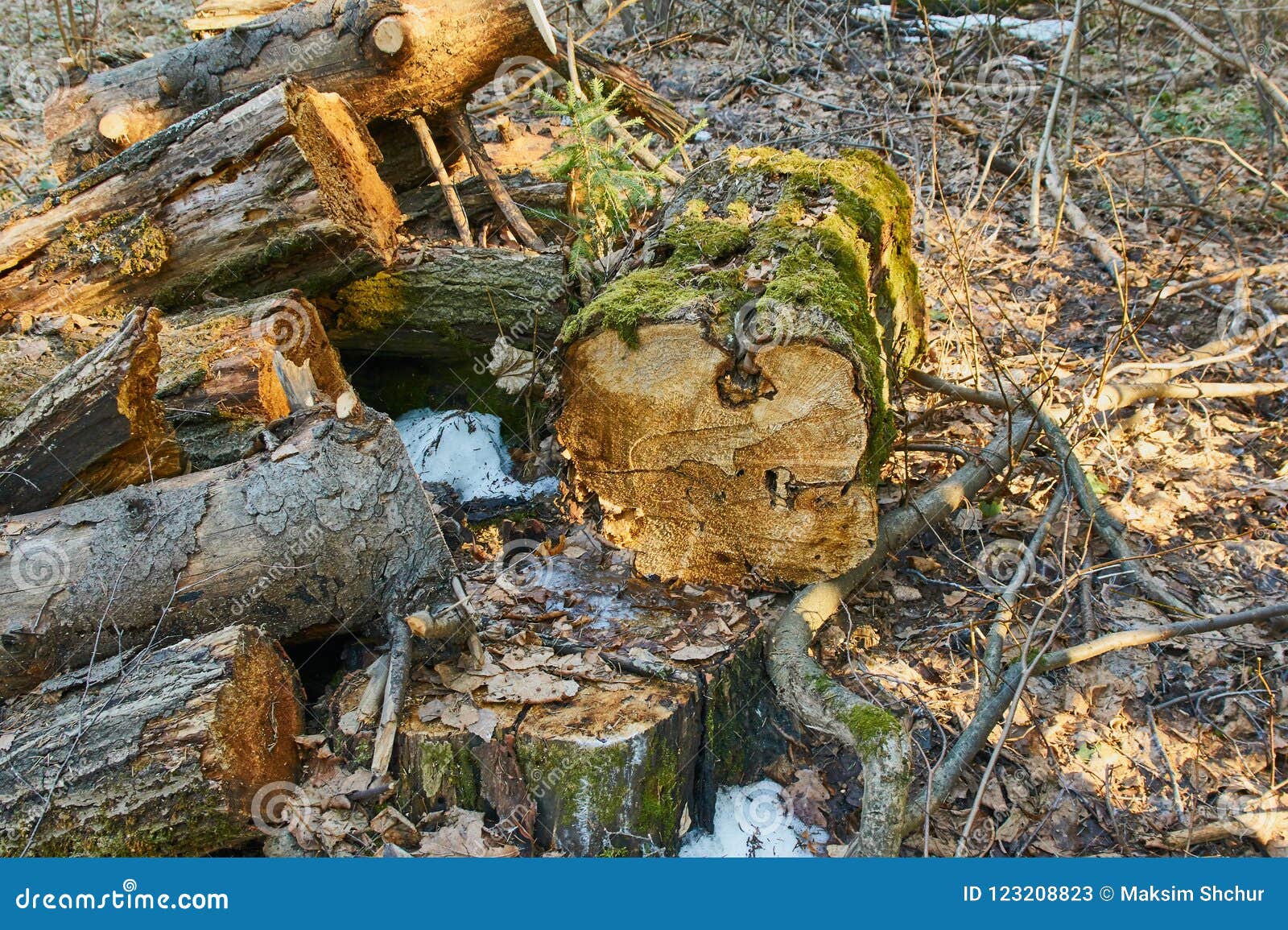 Old dry logs in the forest stock image. Image of chopped - 123208823