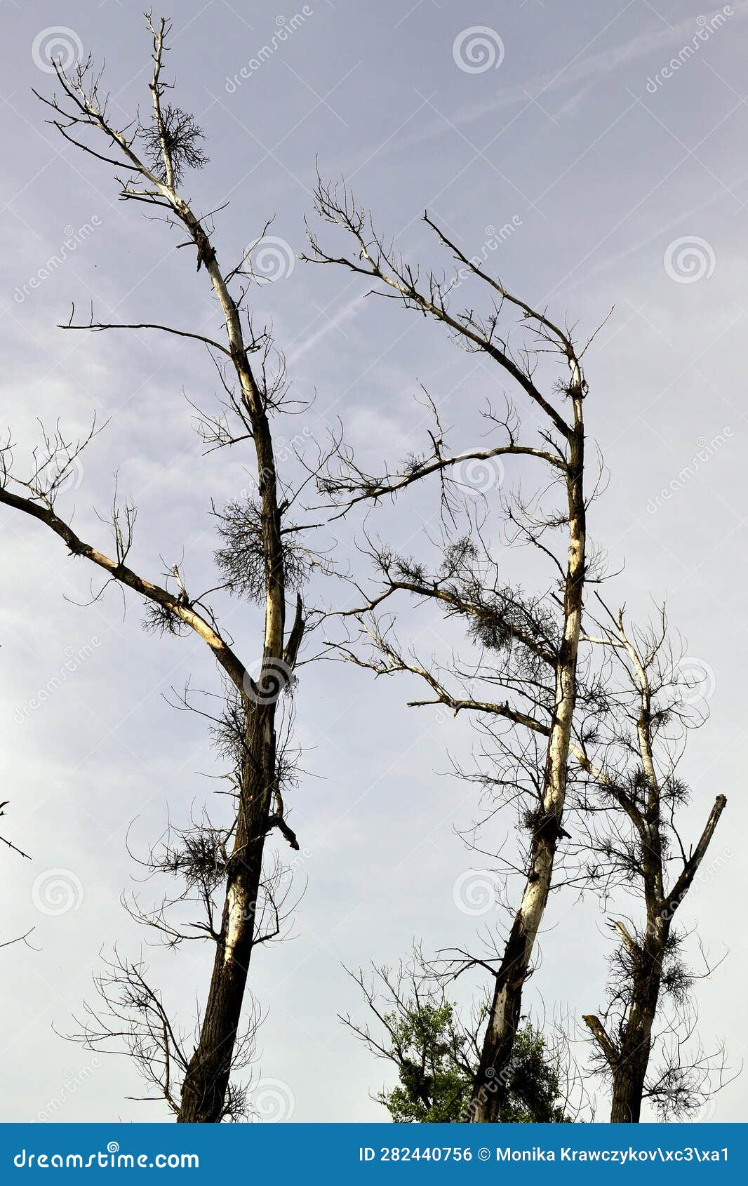 Long Trees And Bare Branches During Golden Hour At Sanjay Lake Park ...