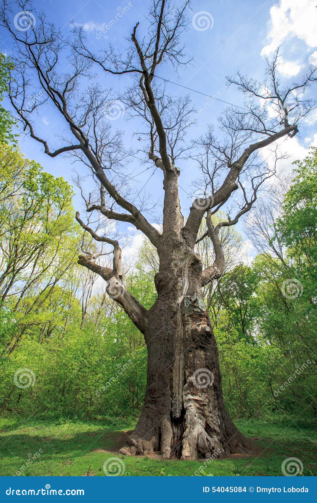 Old dry oak stock photo. Image of johns, landscape, culture - 54045084