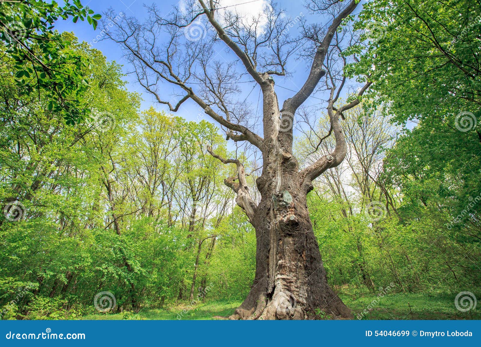 Old dry oak stock image. Image of majestic, bark, field - 54046699