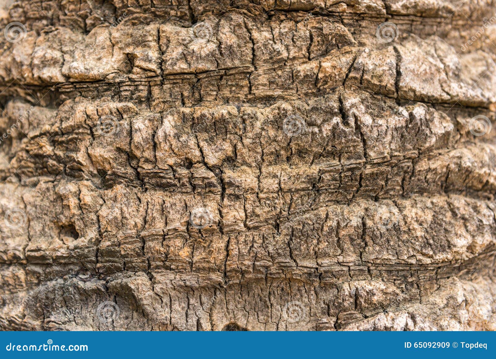 Old Dry Palm Tree Rind Texture Stock Image - Image of detail, plant ...