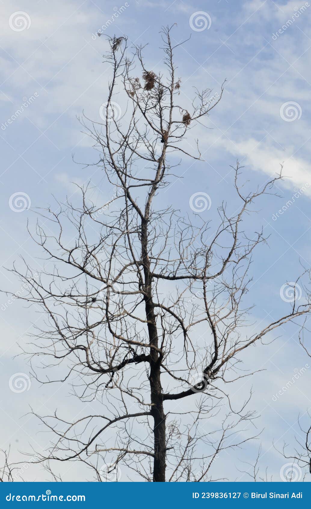 An Old and Dry Pine Tree stock image. Image of brown - 239836127