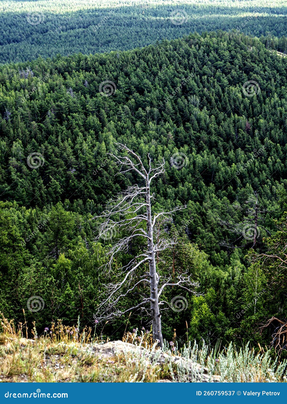Old Dry Pine Tree without Bark and without Needles on the Mountainside ...