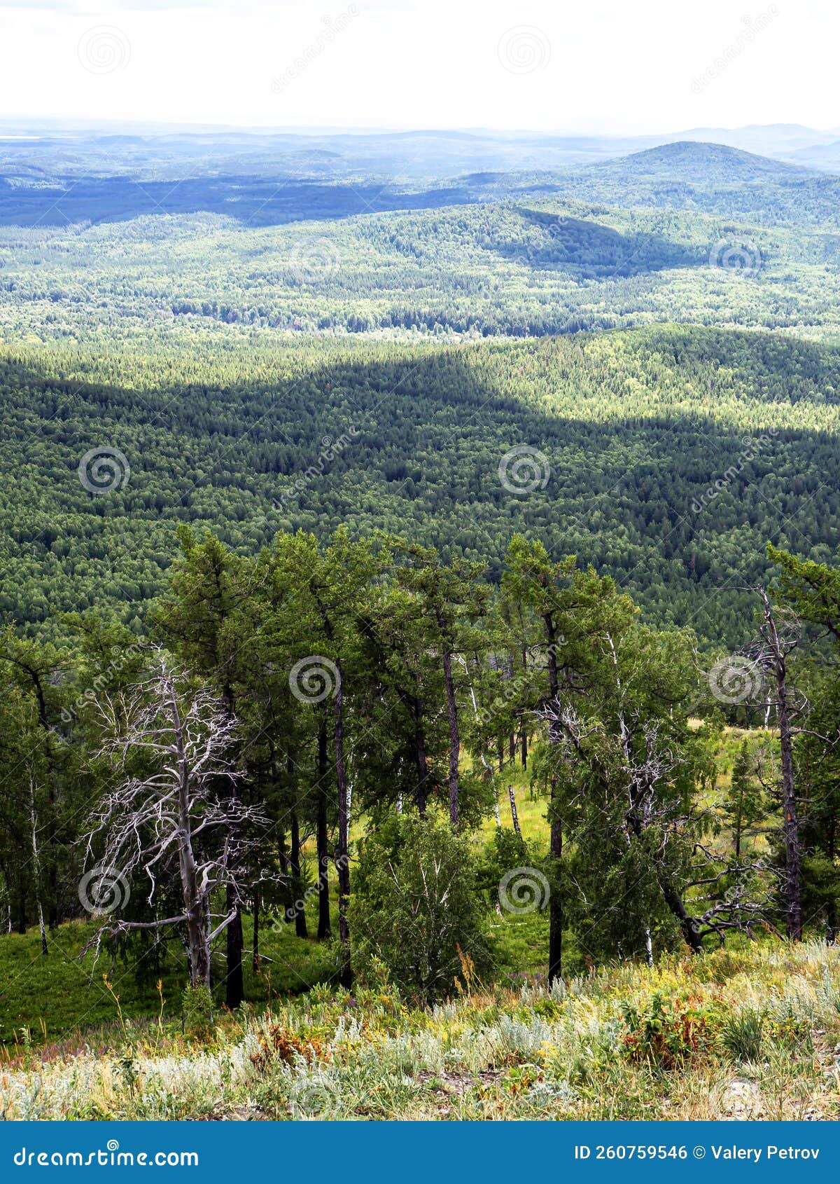 Old Dry Pine Tree without Bark and without Needles on the Mountainside ...
