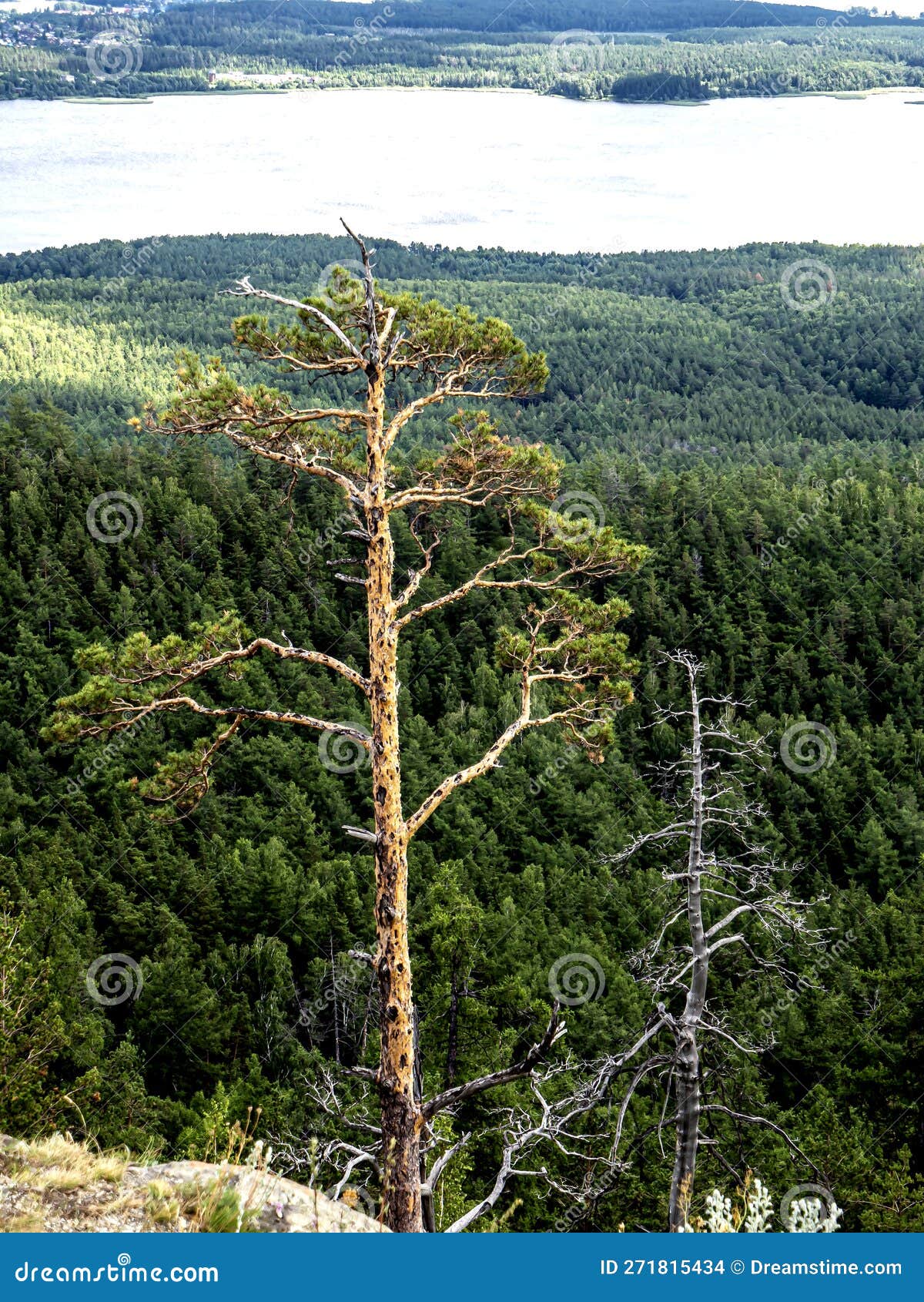 Old Dry Pine Tree without Bark and without Needles on the Mountainside ...