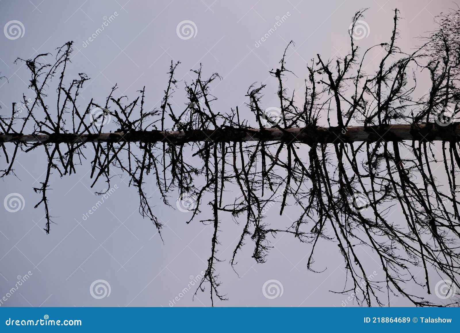 Old Dry Pine Tree in the Forest Stock Image - Image of park, wooden ...