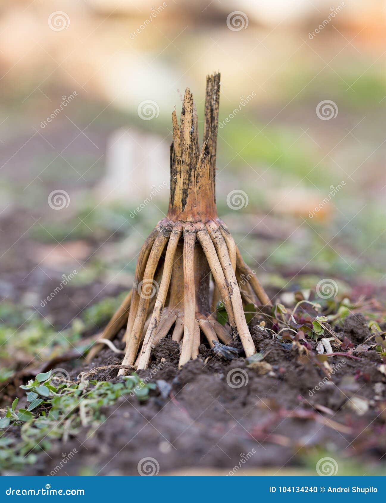 Old Dry Roots of the Plant in Nature Stock Photo - Image of dehydration ...