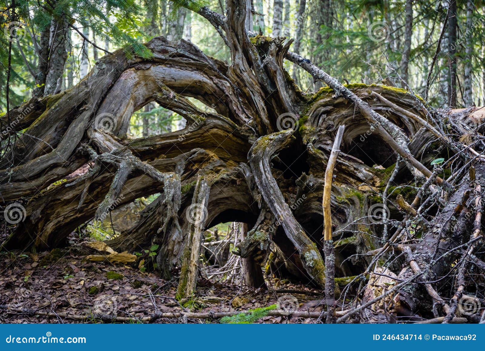 Old Dry Roots Trees Turned Out of the Ground Stock Photo - Image of ...
